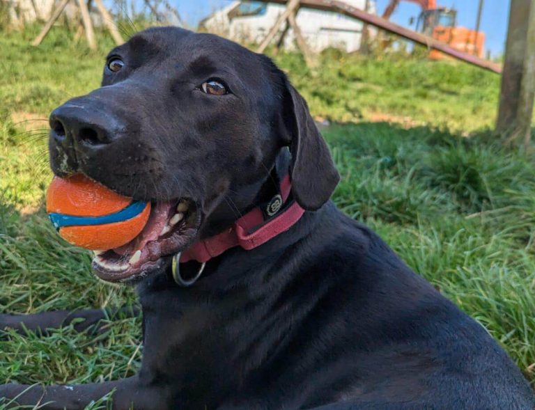 Rehome a Dog - Happy Landings Animal Rescue & Boarding Somerset